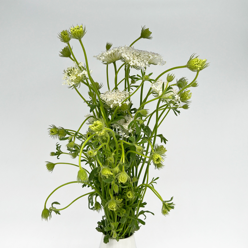 Lace Flower (Trachymene Croerulea) (Imported) - White (1 Bundle)